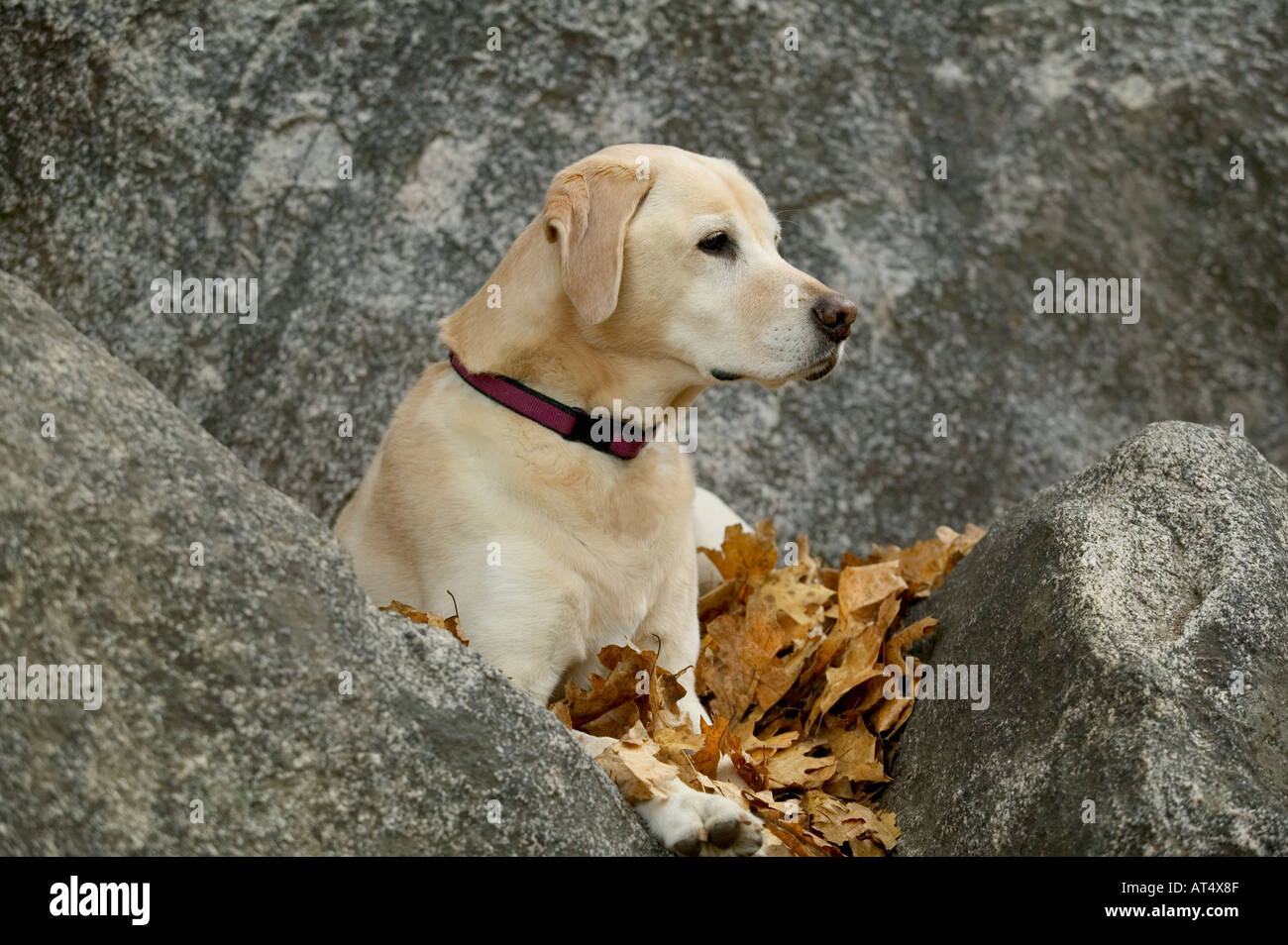 Attentive labrador hi-res stock photography and images - Alamy