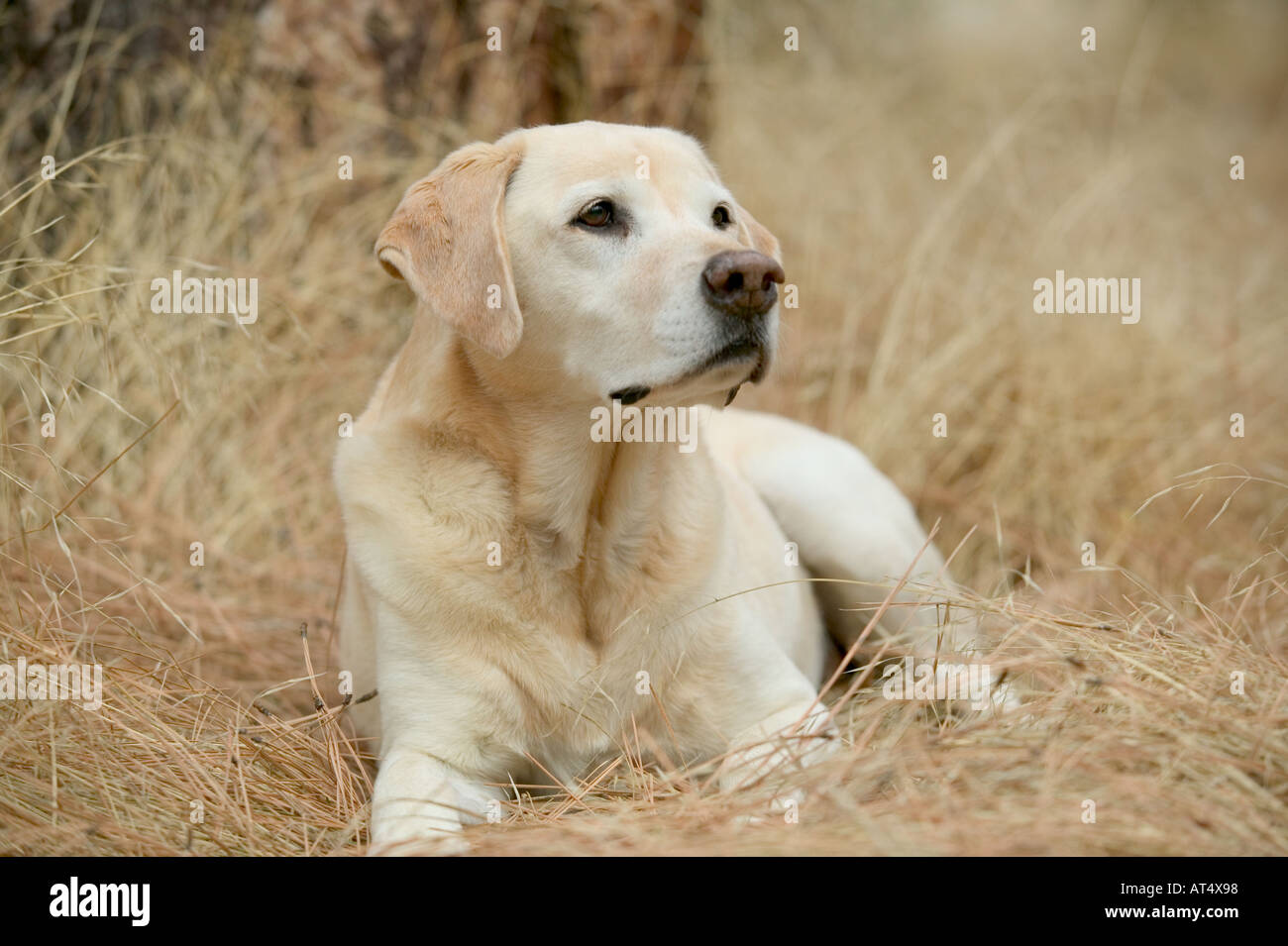 Yellow Labrador Retriever dog resting outdoor Stock Photo - Alamy