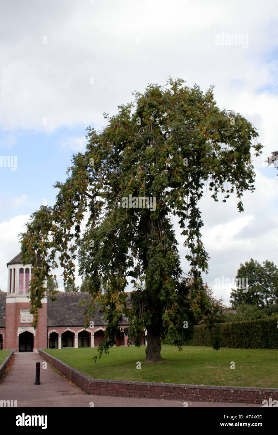 Weeping ash tree hi-res stock photography and images - Alamy