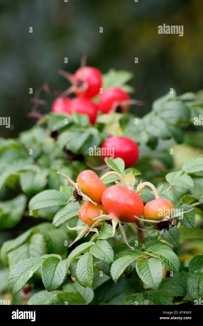 Rosa rugosa hips in autumn Stock Photo - Alamy