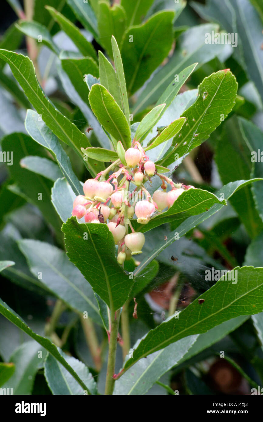 Arbutus unedo rubra hi-res stock photography and images - Alamy