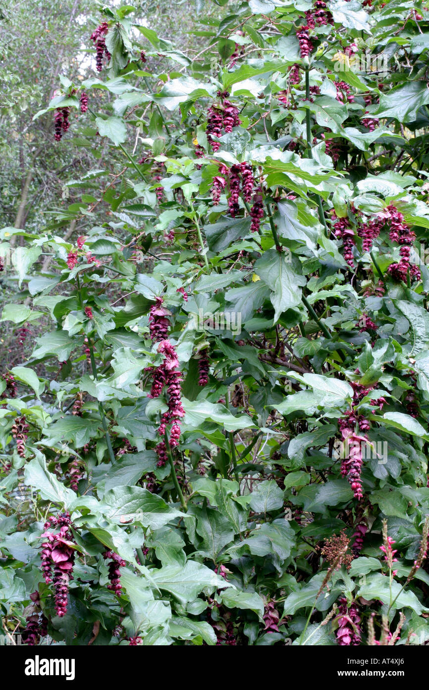 Leycesteria formosa during October Stock Photo - Alamy