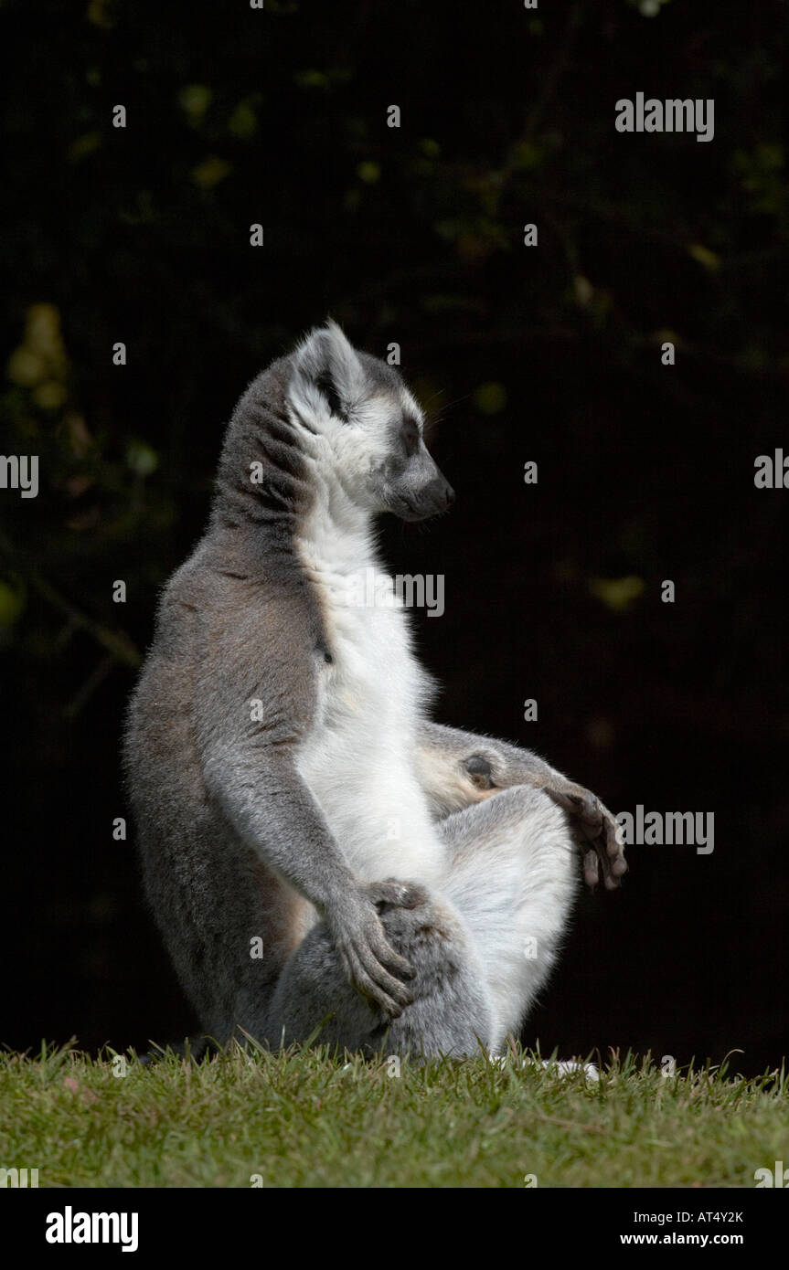 Ring Tailed Lemur Lemur catta sat on grass ringtailed primate monkey ...