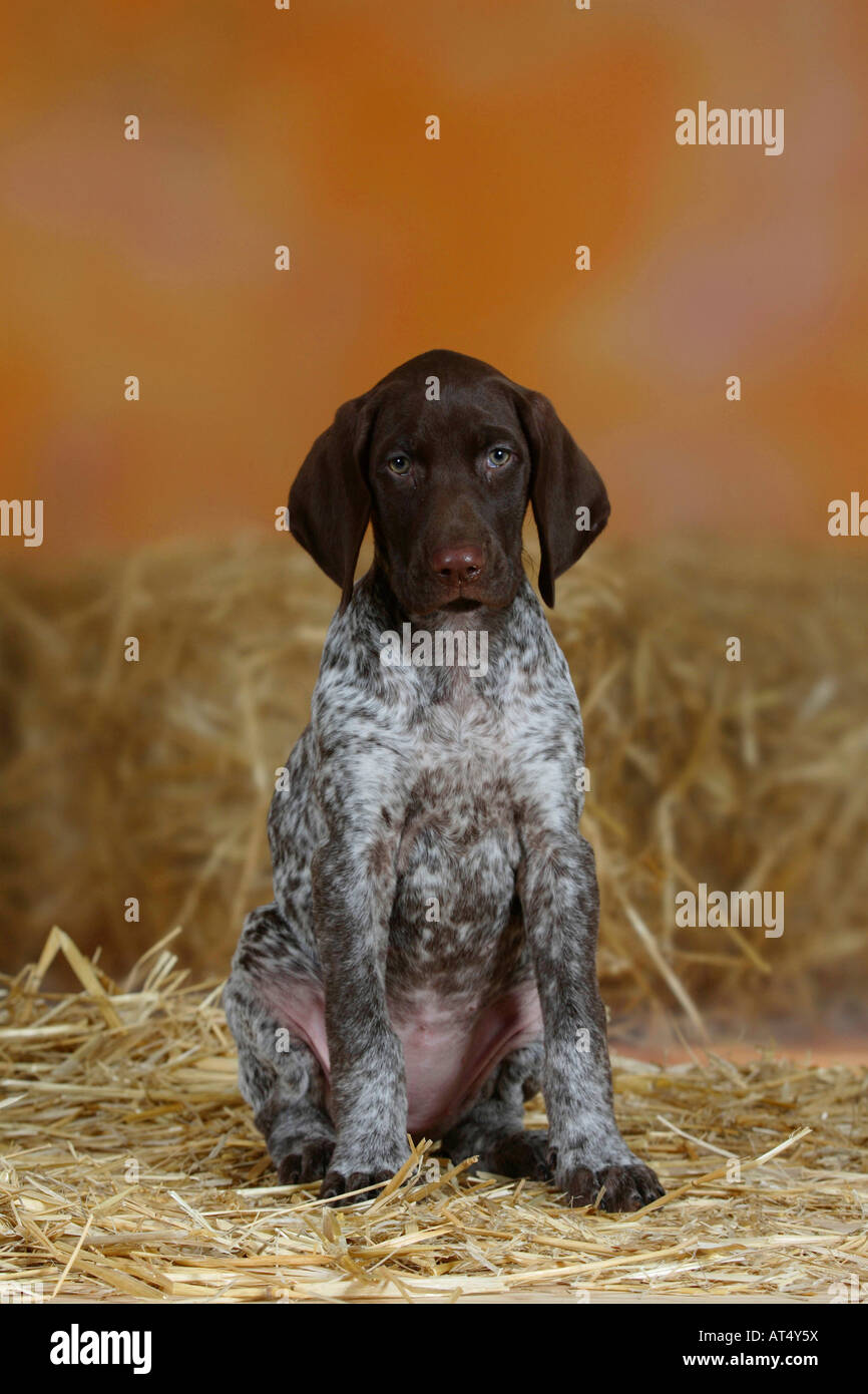 German shorthaired pointer puppy weeks hi-res stock photography and ...