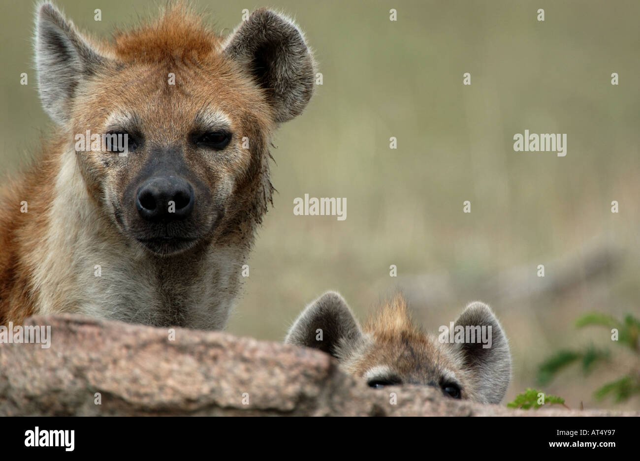 Brown Hyaena Hyaena brunnea Masaii Mara Kenya Stock Photo - Alamy