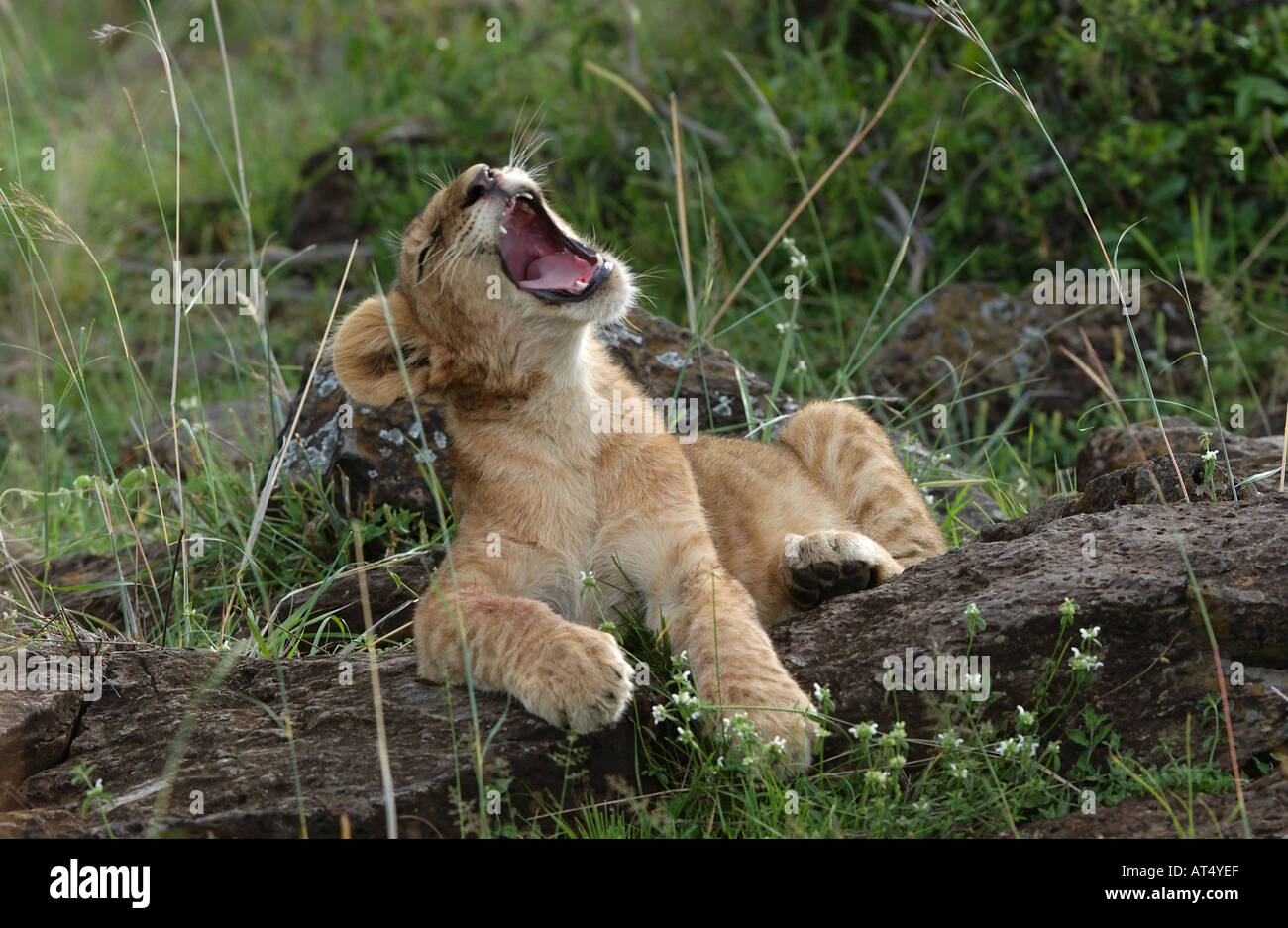 Lion Panthera leo cub yawning Masaii Mara Kenya Stock Photo - Alamy