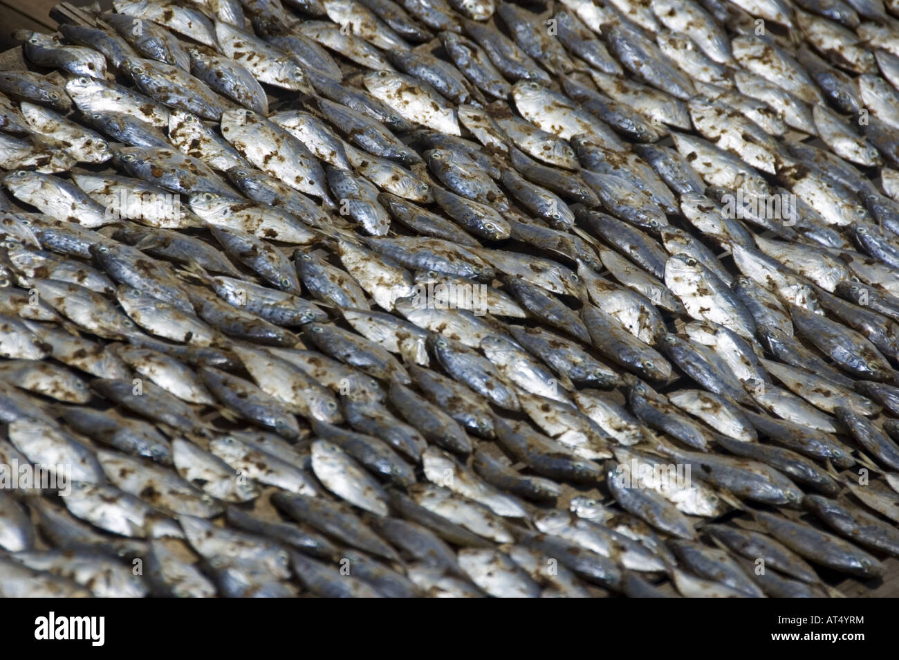 Fish drying outdoor in Indonesia Stock Photo - Alamy