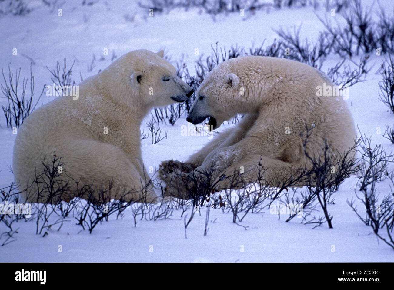 Two bears kissing hi-res stock photography and images - Alamy