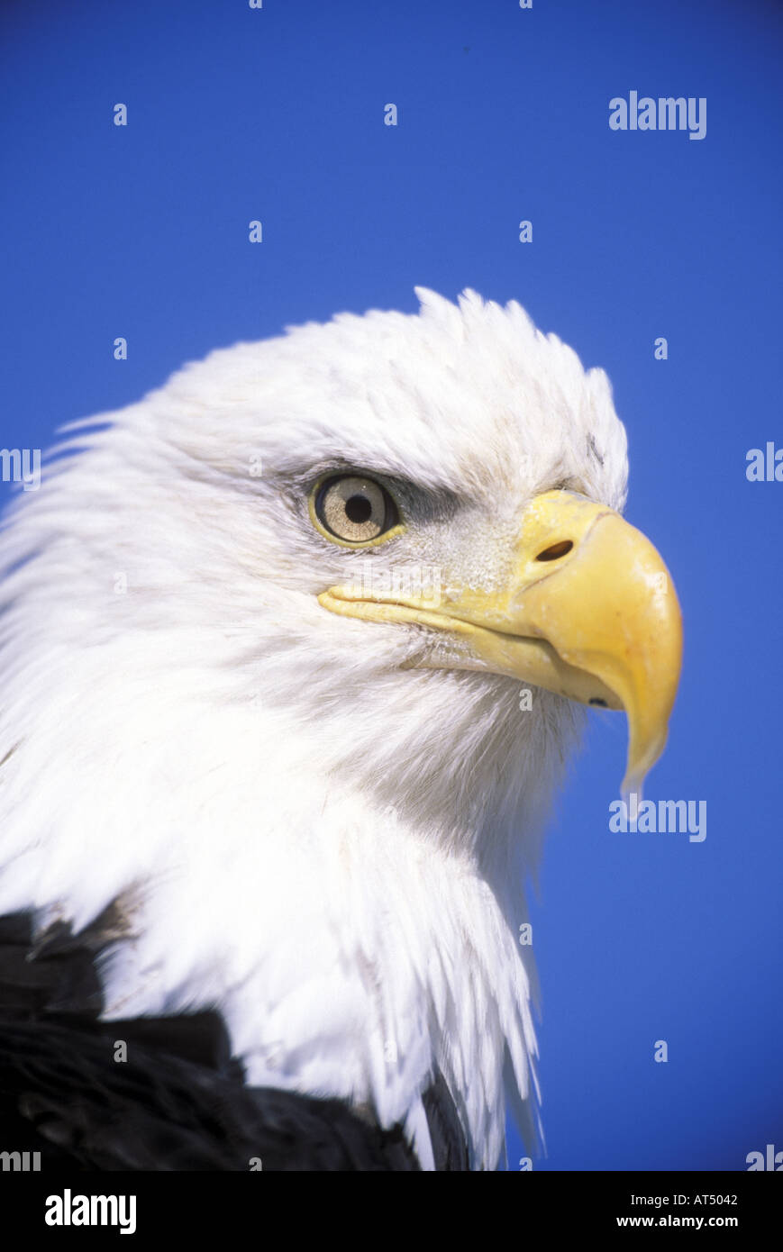 Bold eagle bird hi-res stock photography and images - Alamy