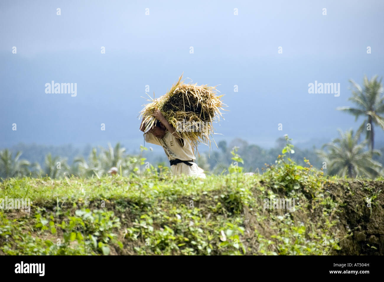 Man working in rice fields in Indonesia Stock Photo - Alamy