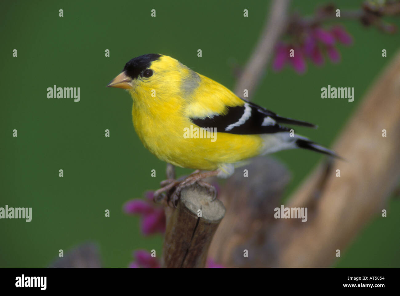 Eastern goldfinch hi-res stock photography and images - Alamy