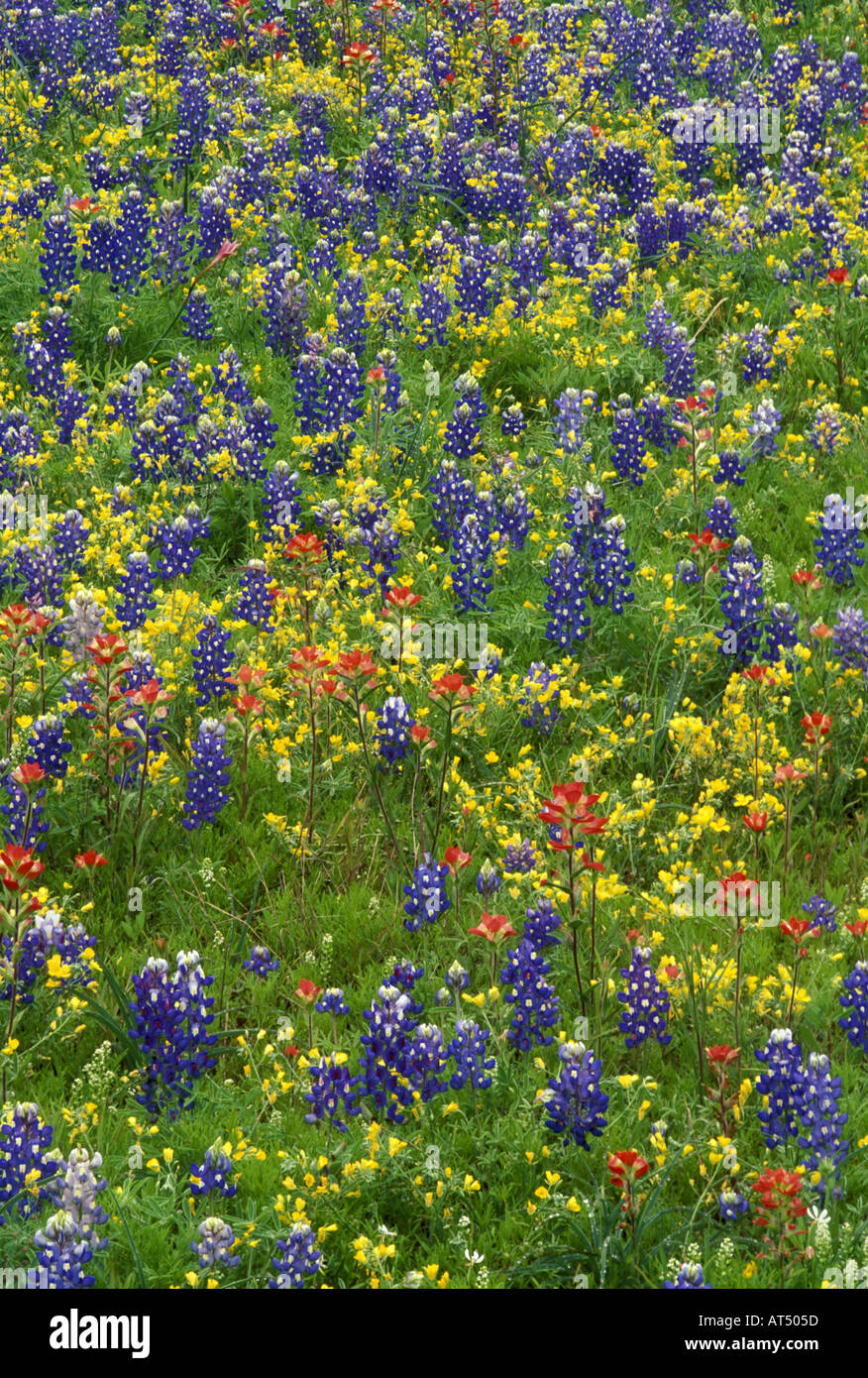 Purple bladderpod hi-res stock photography and images - Alamy