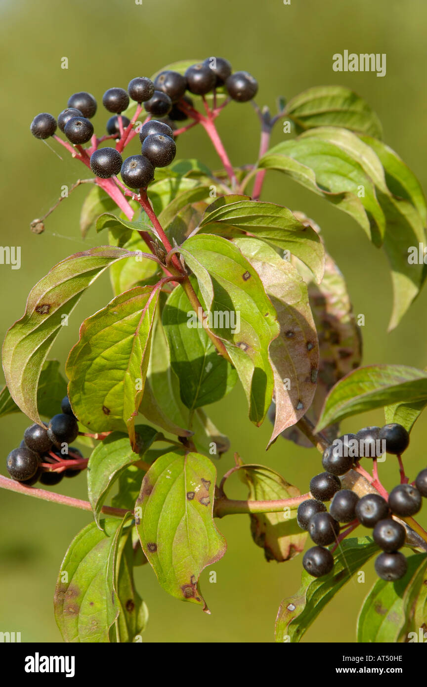 Dogwood berries Cornus sanguinea Stock Photo - Alamy
