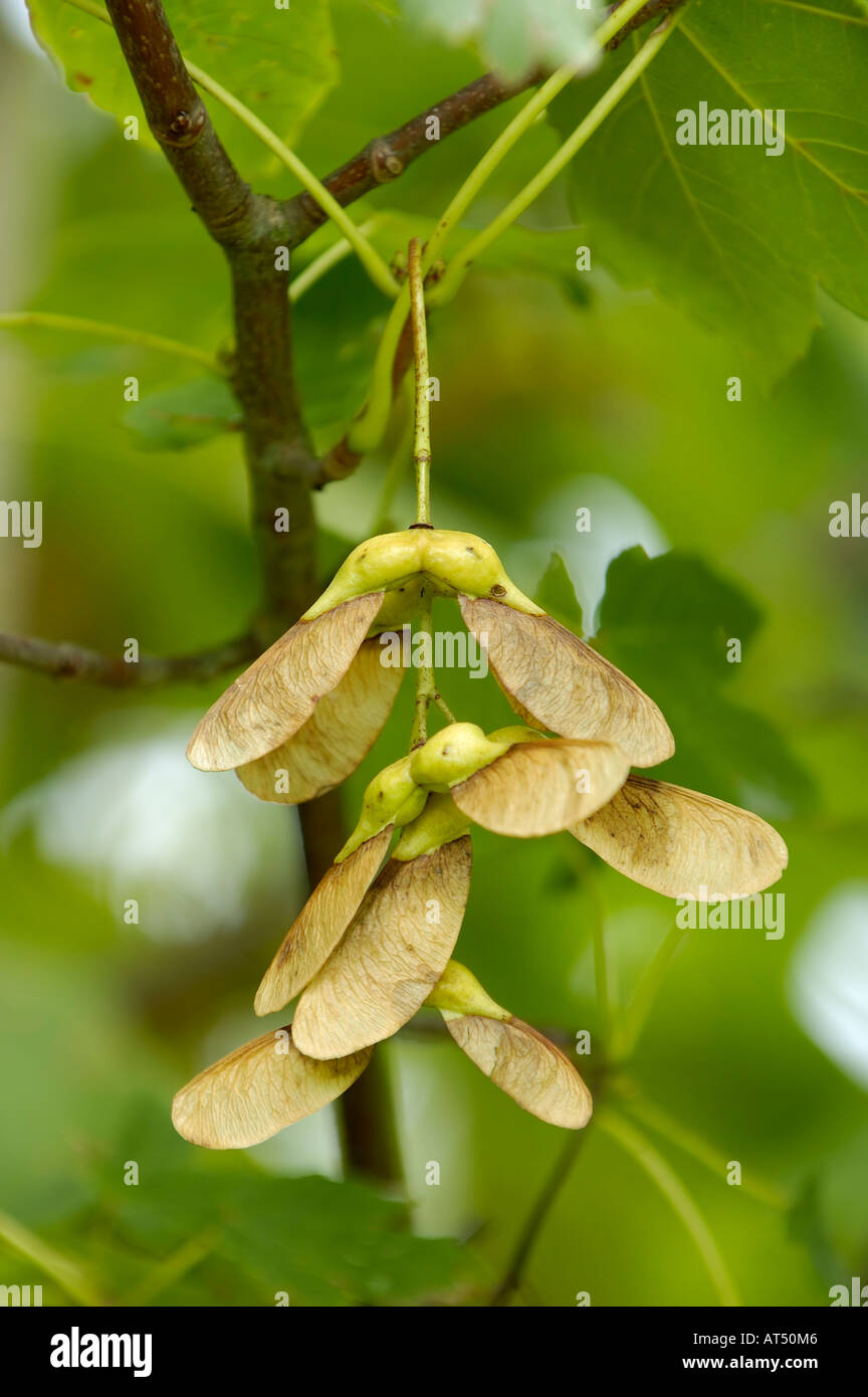 Winged seeds hi-res stock photography and images - Alamy