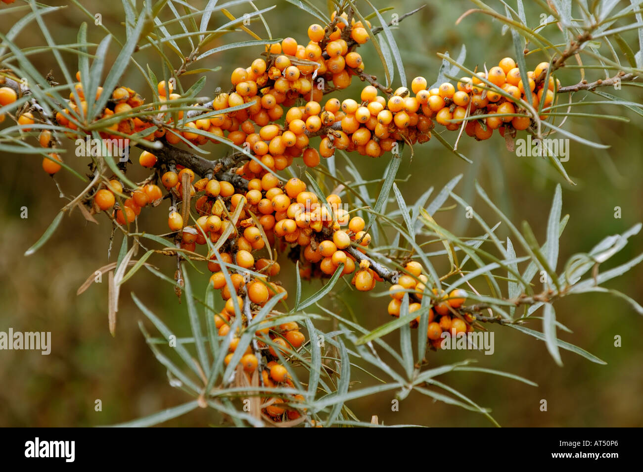 Hippophae rhamnoides flower hi-res stock photography and images - Alamy