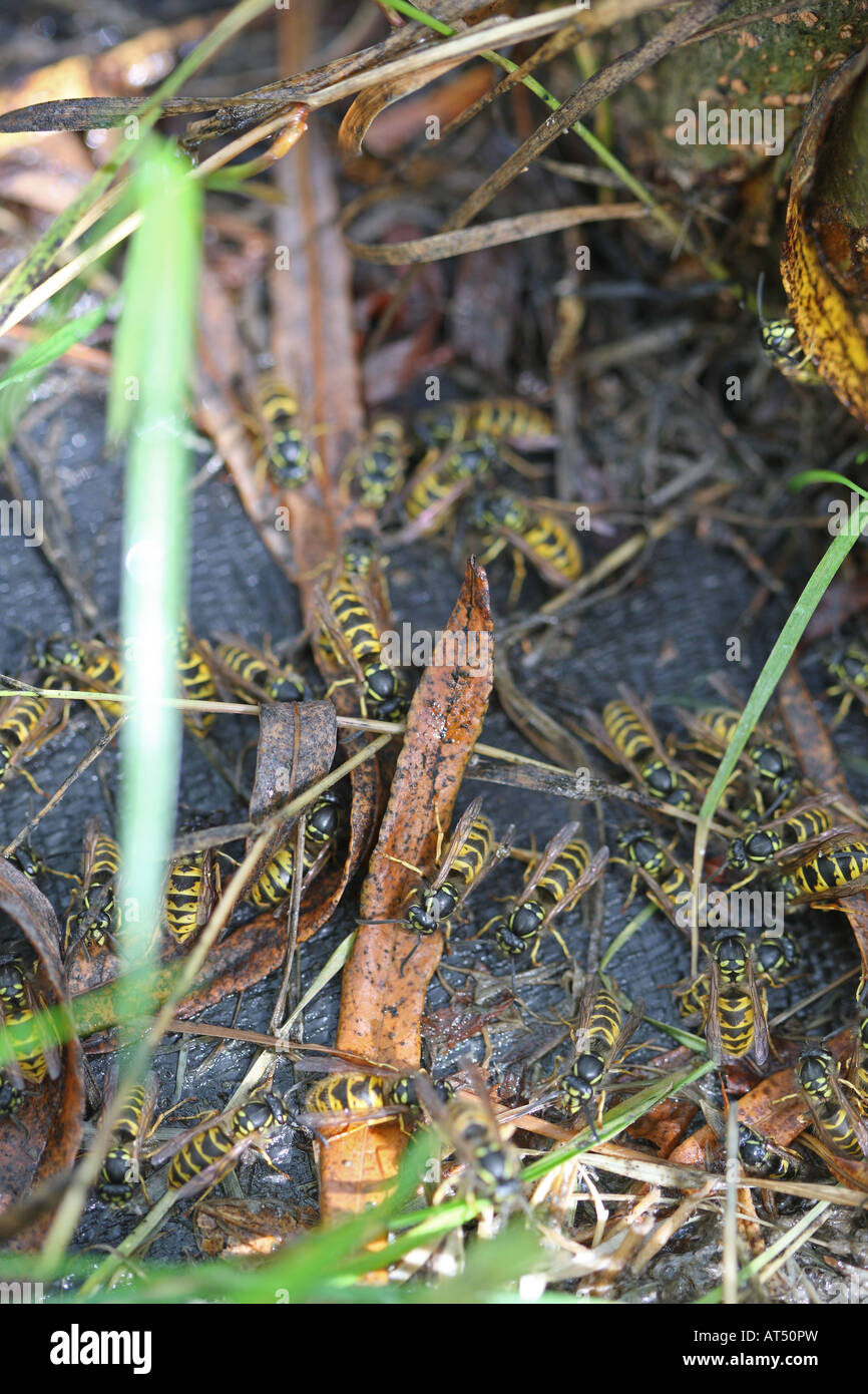 Common wasp vespa vulgaris hi-res stock photography and images - Alamy