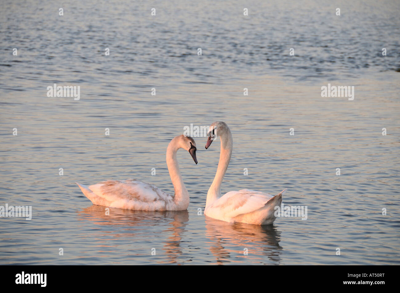 Two swans forming a heart shape Stock Photo - Alamy
