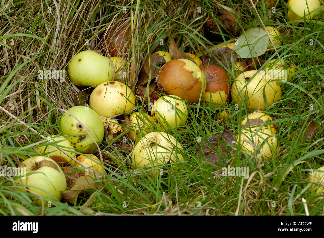 British cider hi-res stock photography and images - Alamy