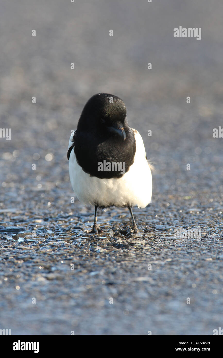 MAGPIE PICA PICA STANDING ON ROAD FRONT VIEW Stock Photo - Alamy