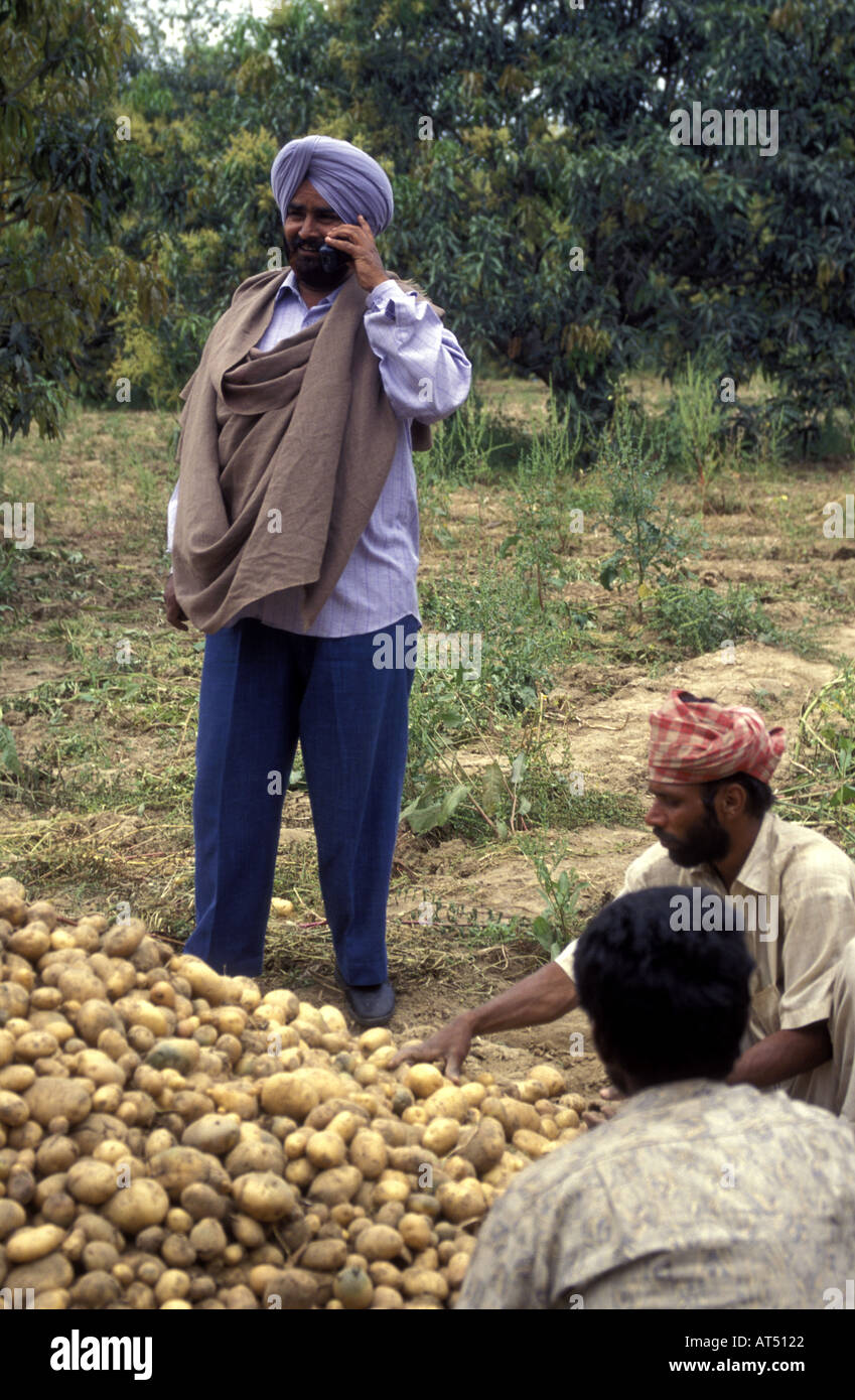 Potatoes cell hi-res stock photography and images - Alamy