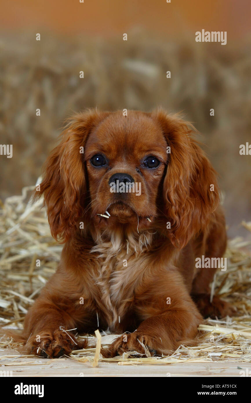 Cavalier King Charles Spaniel young 6 month ruby Stock Photo - Alamy