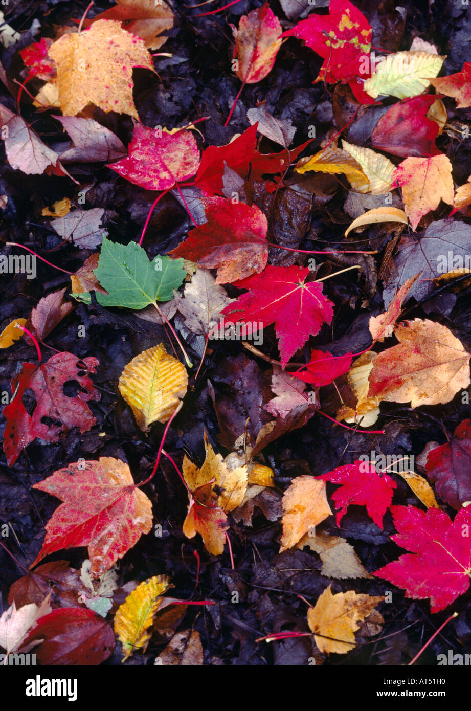AUTUMN LEAVES in New England FOREST ADIRONDACK PARK UPSTATE NEW YORK ...