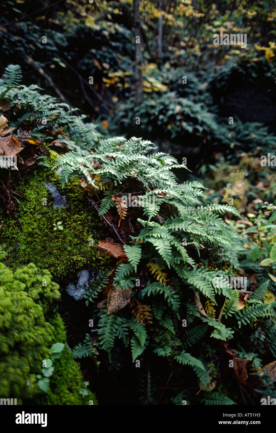 Thick MOSS and FERNS in New England FOREST ADIRONDACK PARK UPSTATE NEW ...