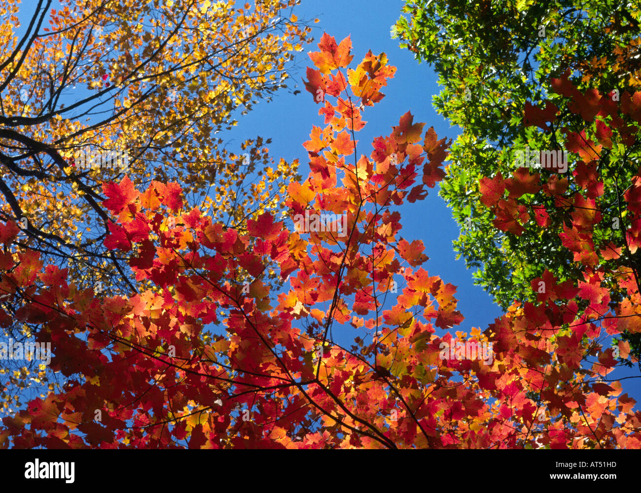 NEW ENGLAND trees with FALL COLORS on the ATLANTIC COAST MAINE Stock ...