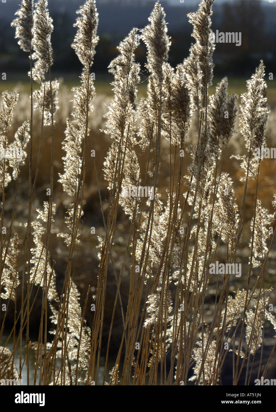 Reeds at Exminster Marshes Nature Reserve near Exeter Devon England ...