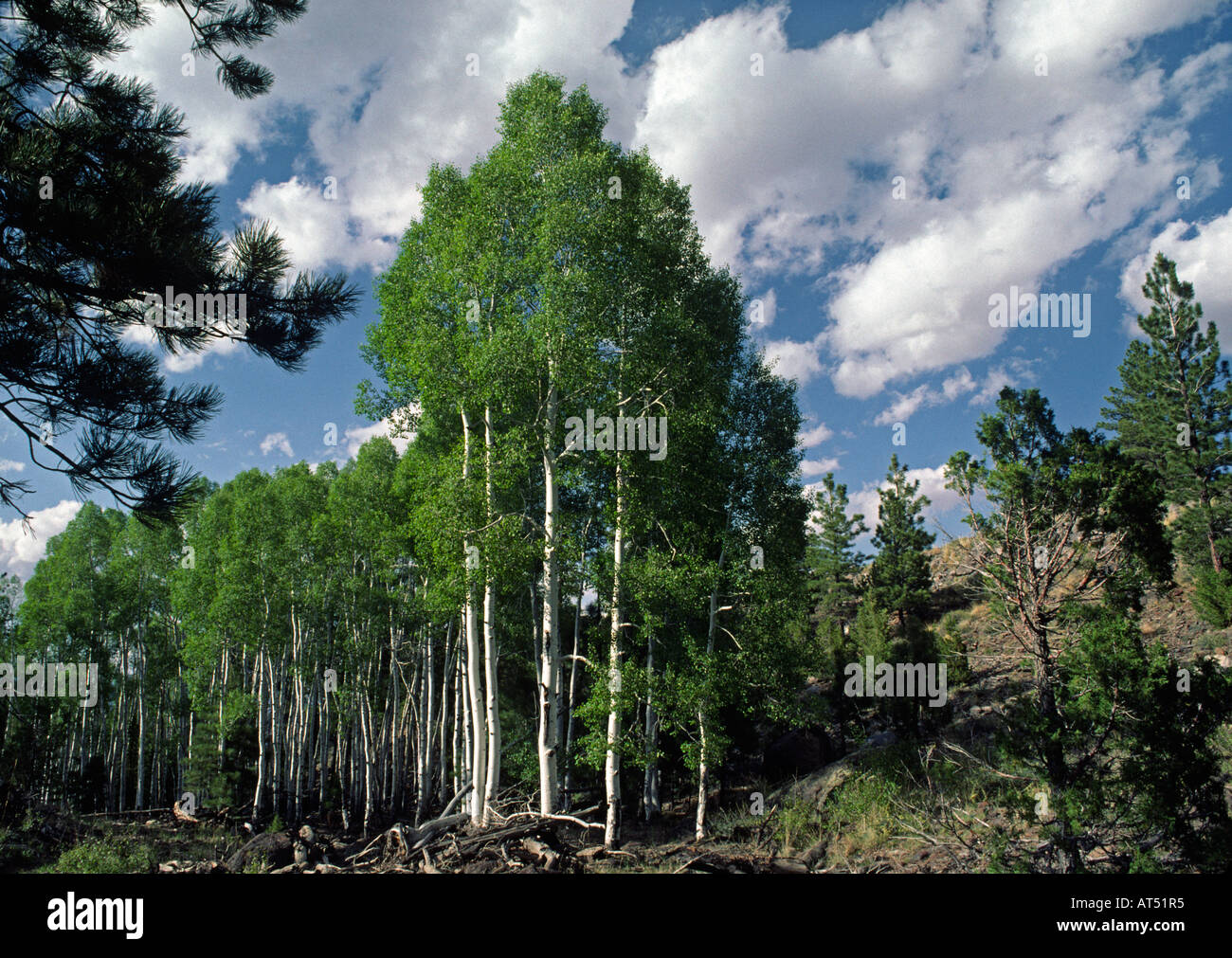 Utah usa aspen tree hi-res stock photography and images - Alamy