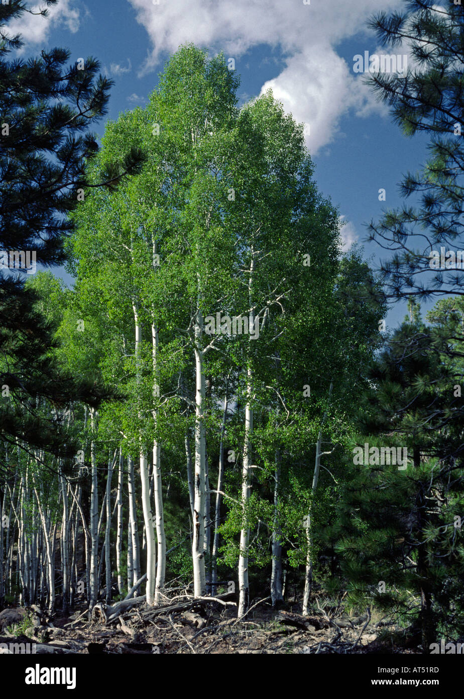 Grove of ASPEN trees UTAH Stock Photo - Alamy