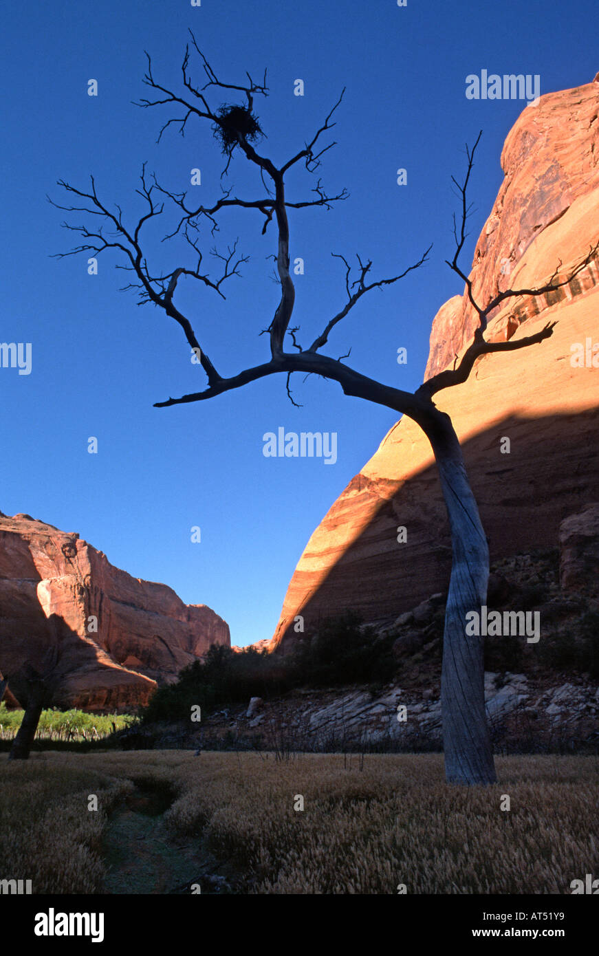 BLUE HERON NEST in ICEBERG CANYON one of the 96 arms of LAKE POWELL ...