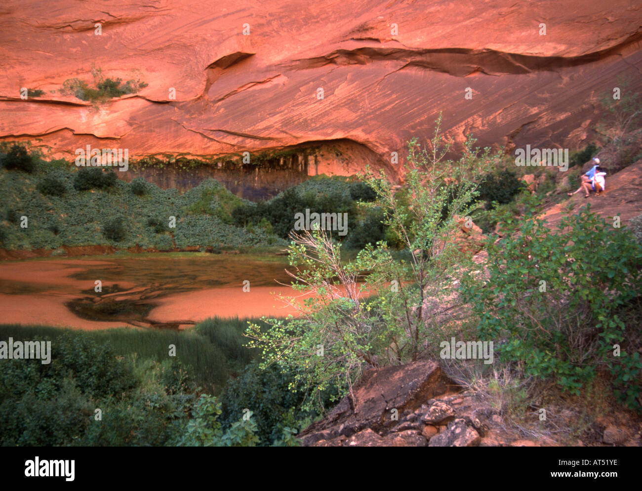 Natural SPRINGS create a plant community in the back of ICEBERG CANYON ...