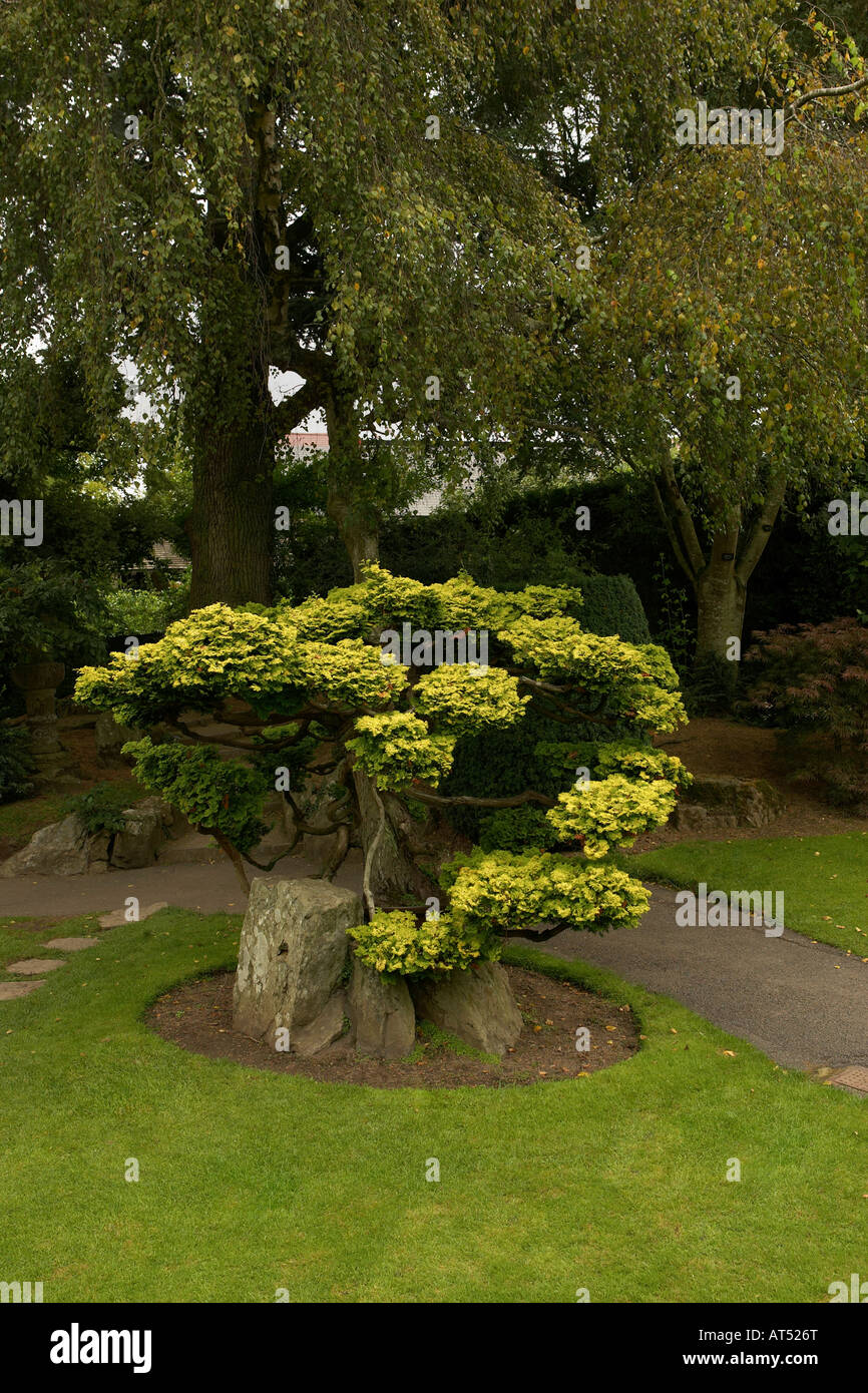 Garden scene with a sculpted tree taken in the Japanese gardens Stock ...