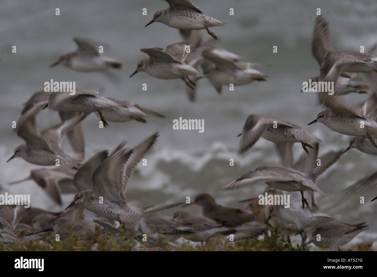 KNOT CALIDRIS CANUTUS FLOCK TAKING OFF FROM FORESHORE Stock Photo - Alamy