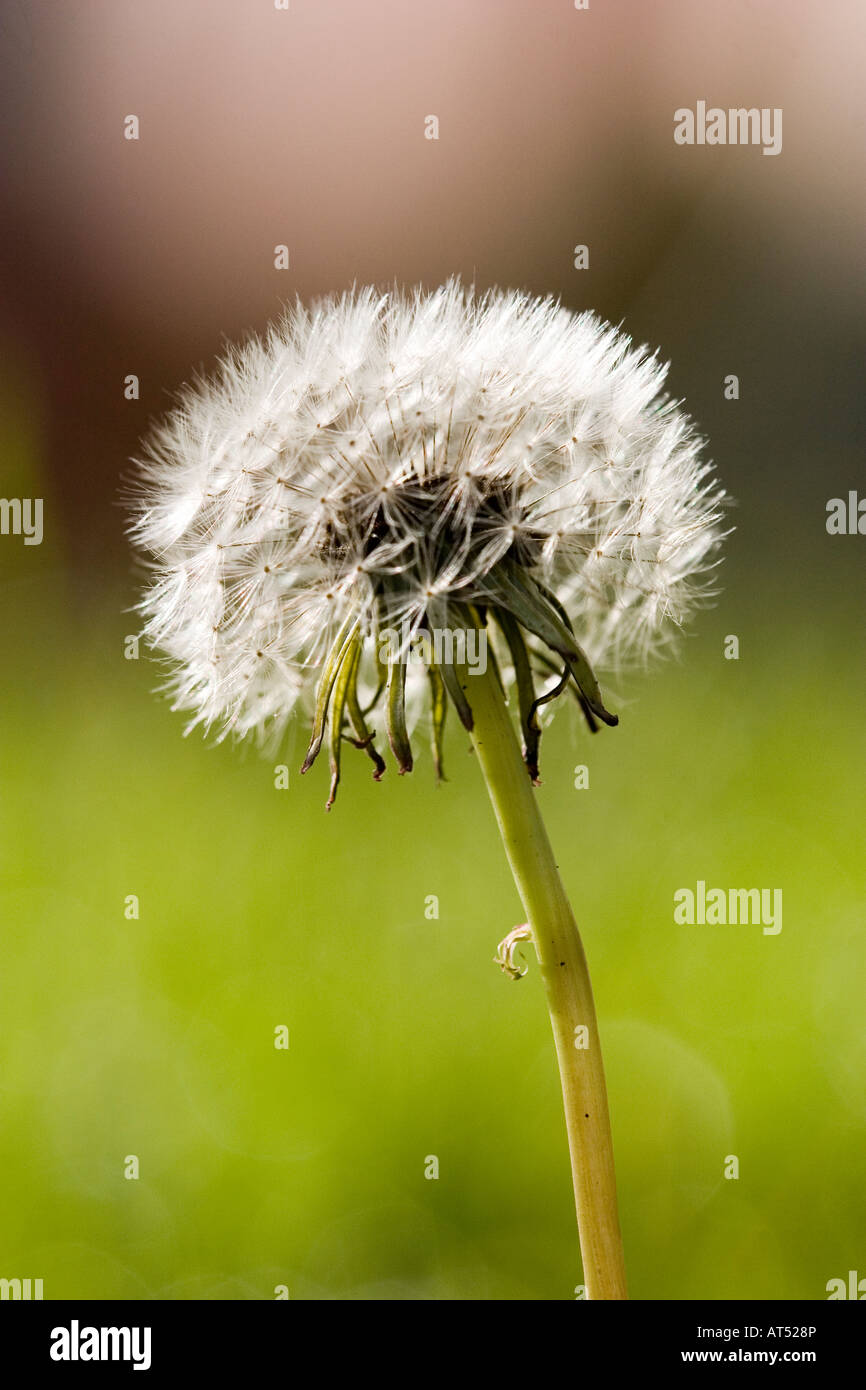 Dandelion seed pod Stock Photo - Alamy
