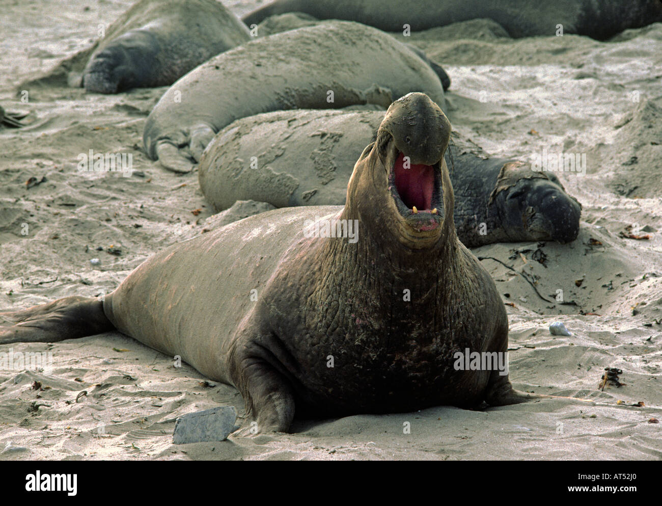 Agressive stance by male ELEPHANT SEAL ANO NUEVO STATE PARK CALIFORNIA ...