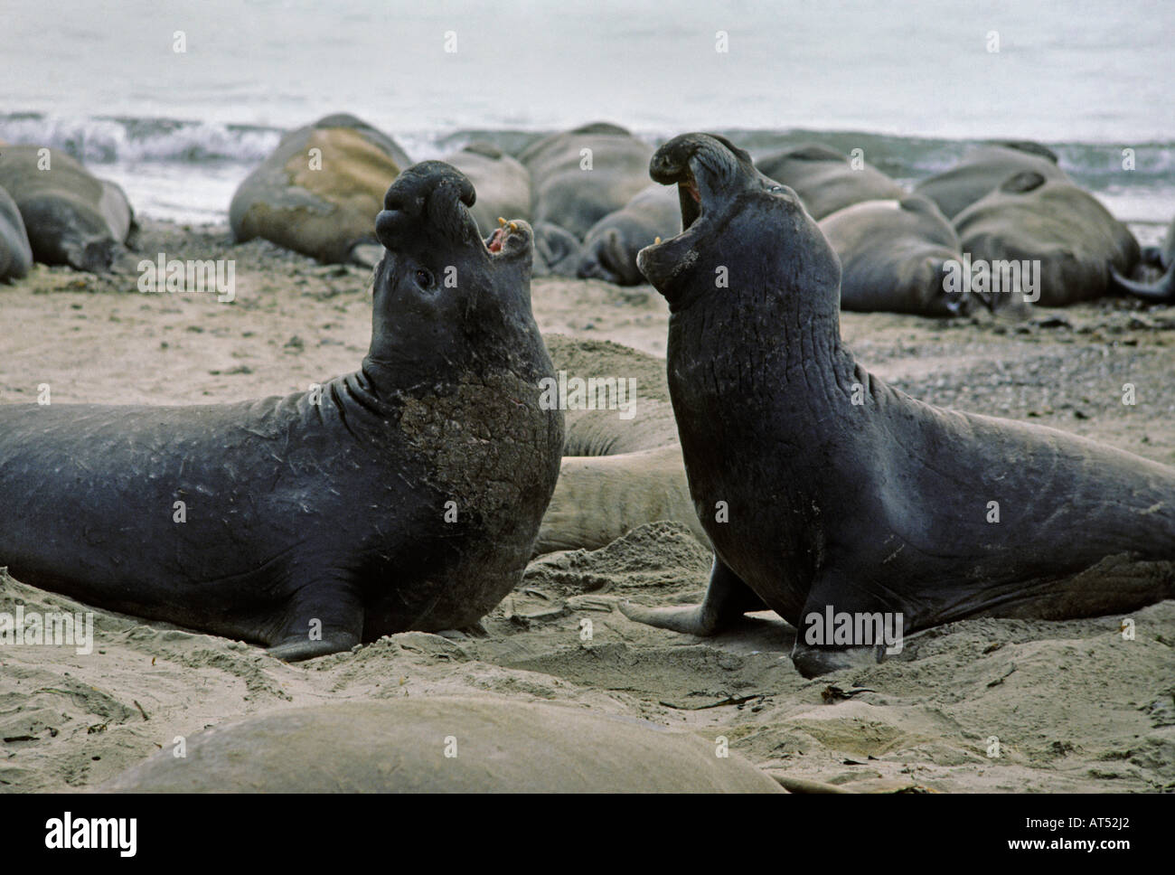 Año nuevo state reserve elephant seals hi-res stock photography and ...