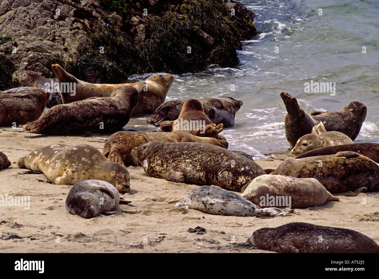 HARBOR SEALS and pups on the beach of MONTEREY BAY CALIFORNIA Stock ...