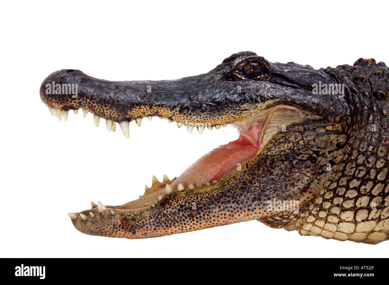 Close up shot of alligator teeth hi-res stock photography and images ...