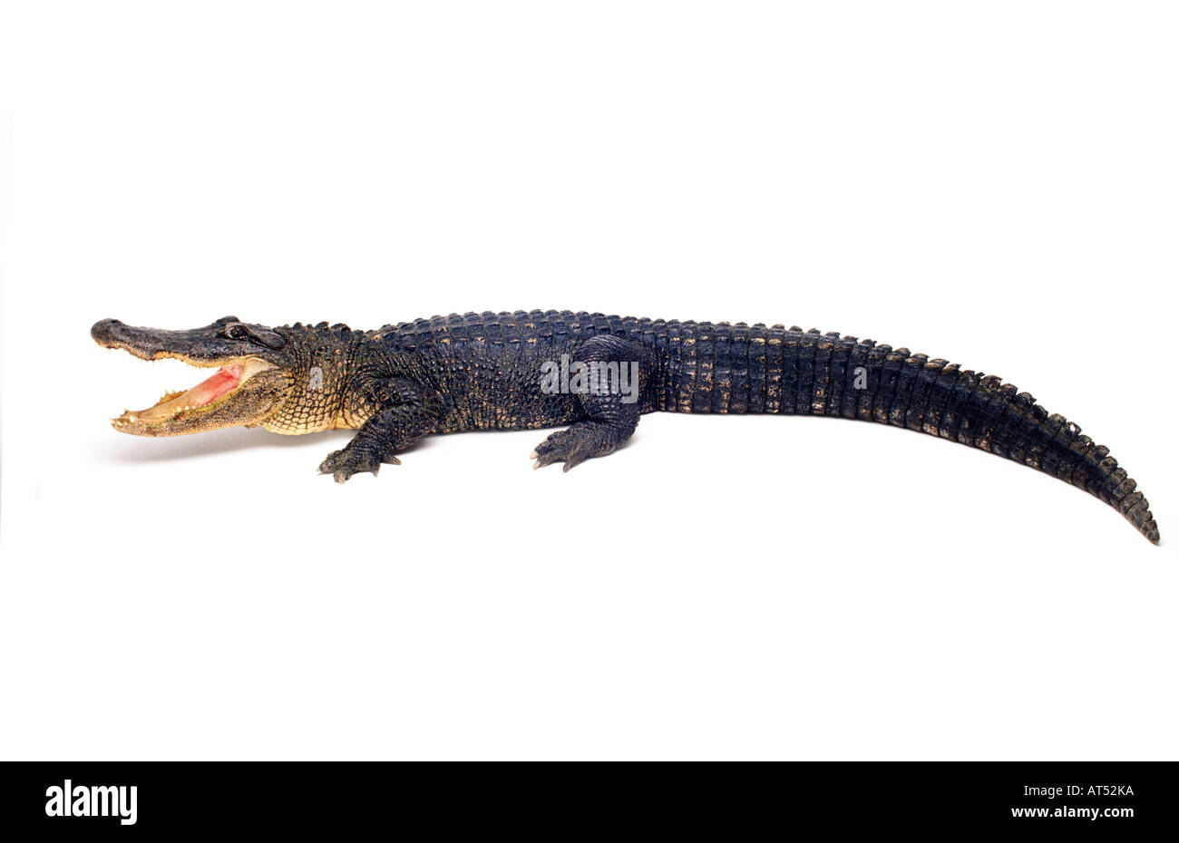 Full body shot of ALLIGATOR in studio shot Stock Photo - Alamy