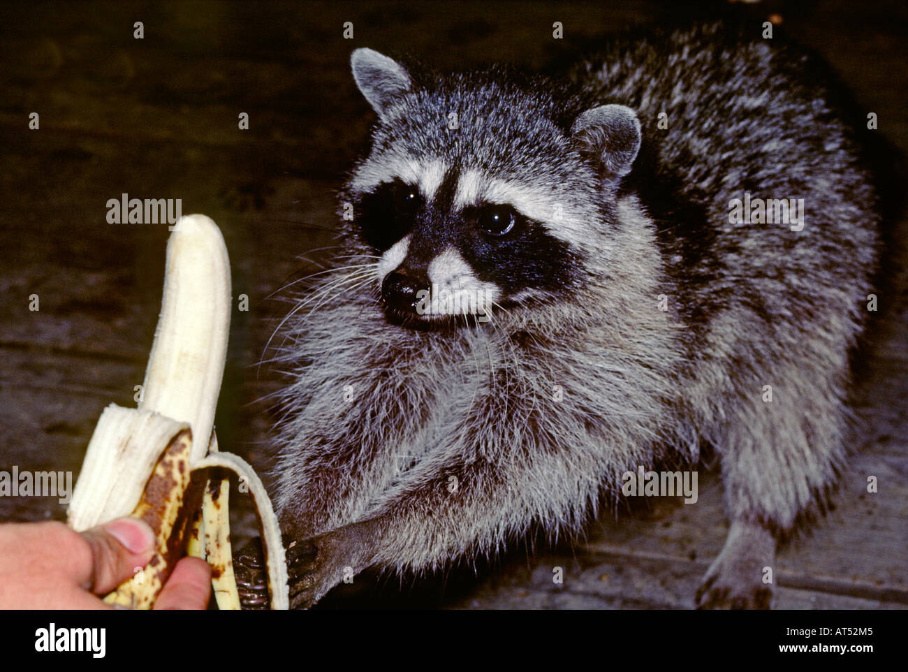 RACCOON is being fed a banana Stock Photo - Alamy