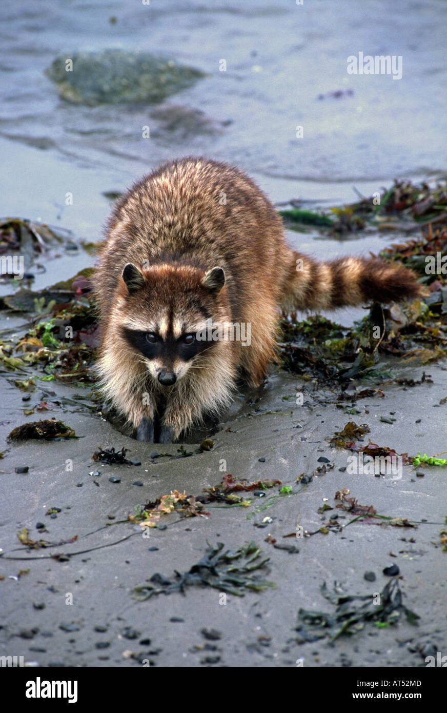 RACCOON fishing for clams OLYMPIC NATIONAL PARK USA Stock Photo - Alamy