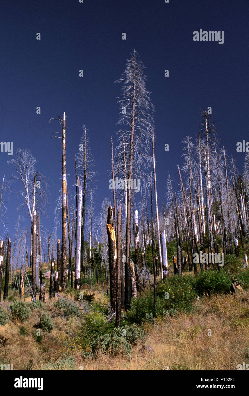 The skeletons of PINE TREES glow against the deep blue sky after a fire ...