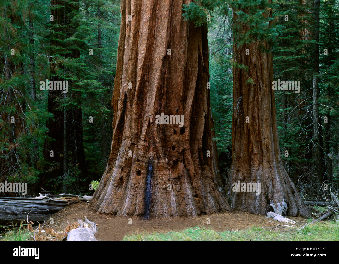 SEQUOIAS the worlds largest trees grow in MARIPOSA GROVE YOSEMITE ...