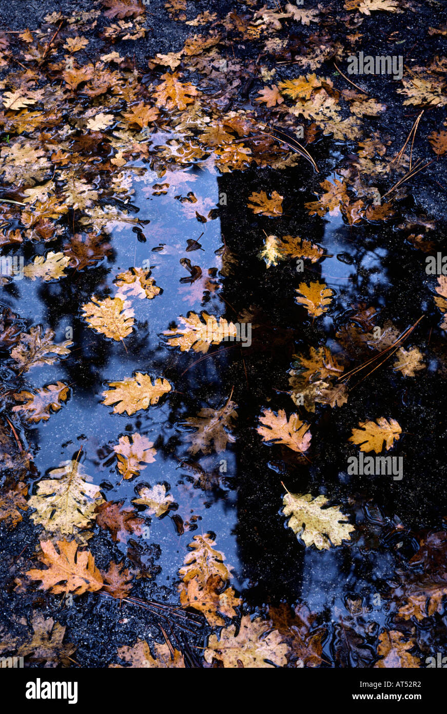 Float oak leaves hi-res stock photography and images - Alamy