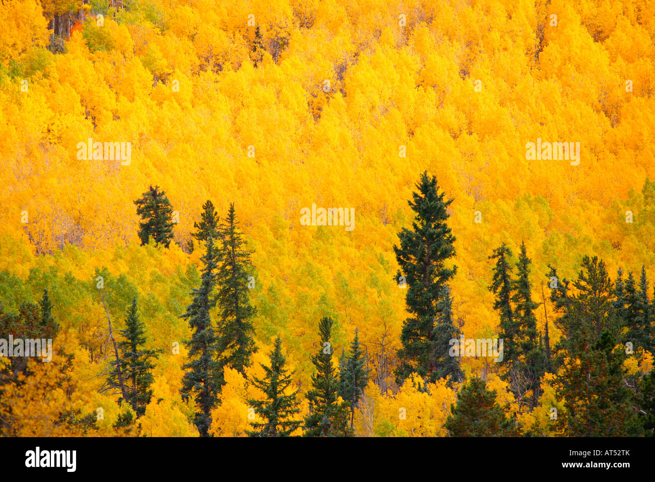 San Isabel National Forest, Colorado Stock Photo - Alamy