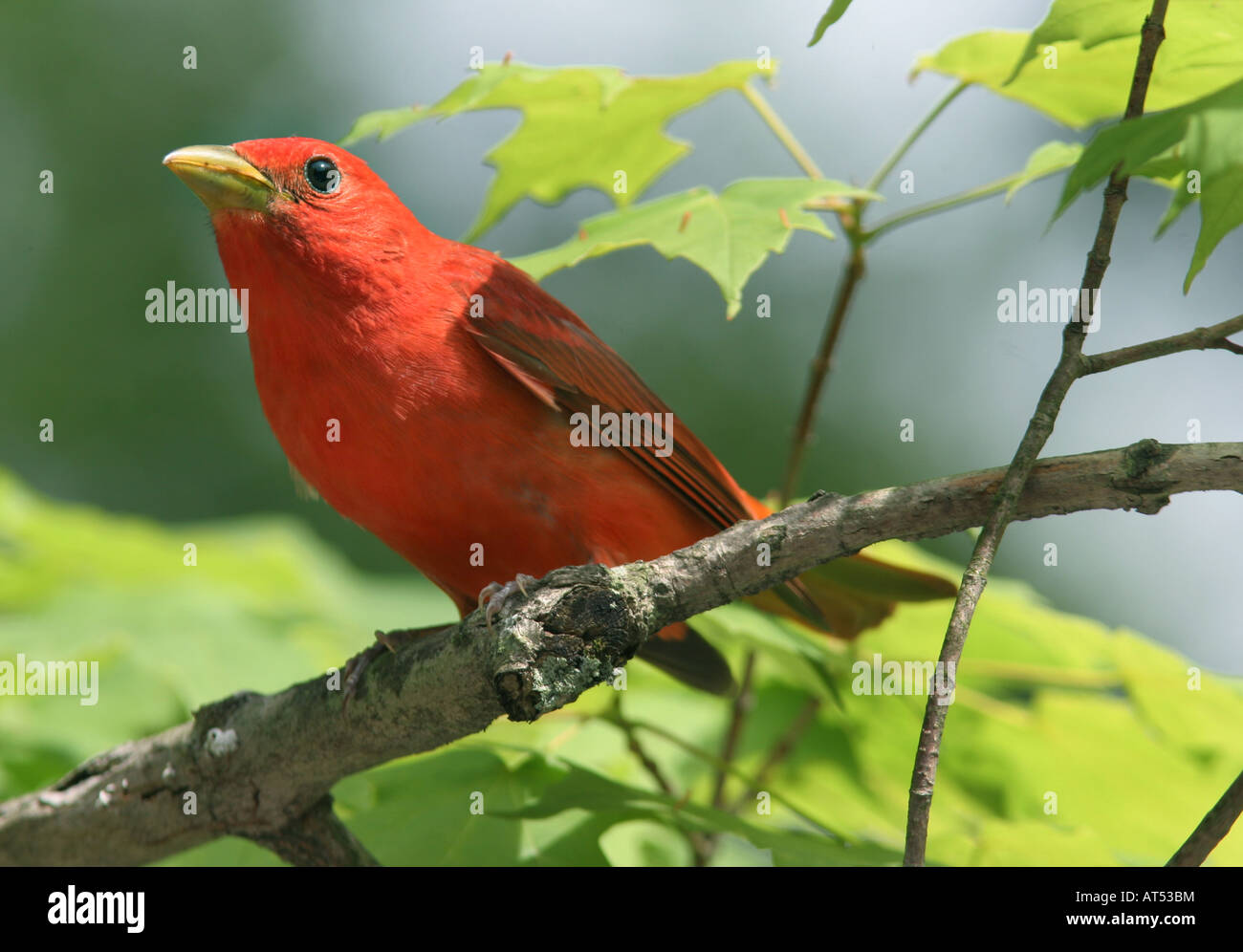 Summer tanager hi-res stock photography and images - Alamy