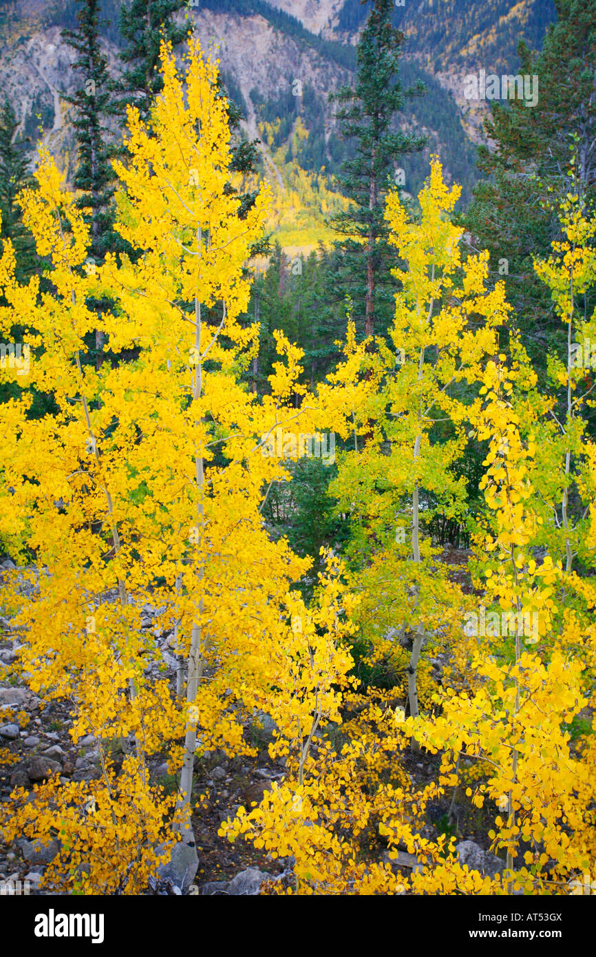 San Isabel National Forest, Colorado Stock Photo - Alamy