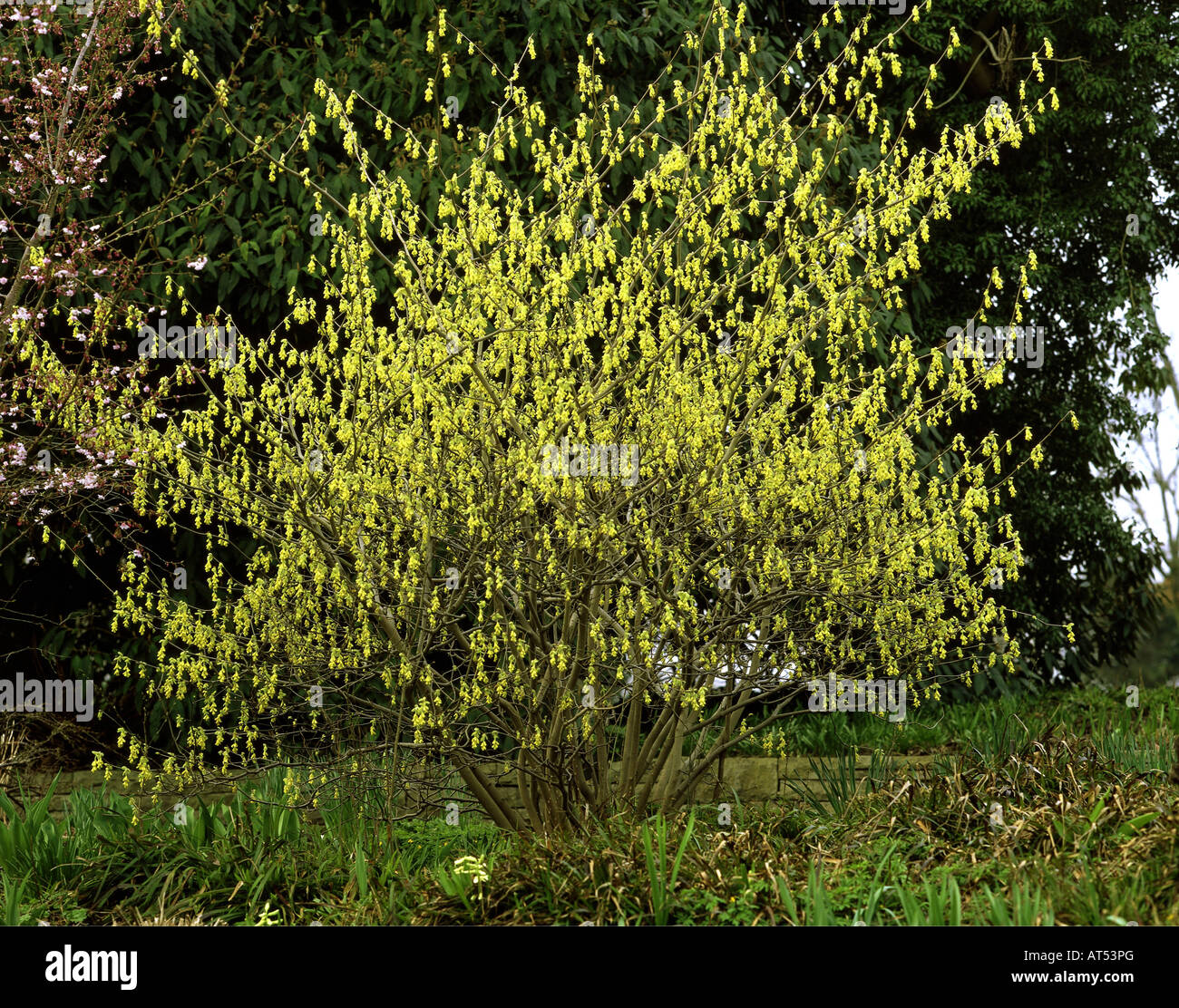 botany, Corylopsis, "Corylopsis spicata", flowering shrub, Additional ...